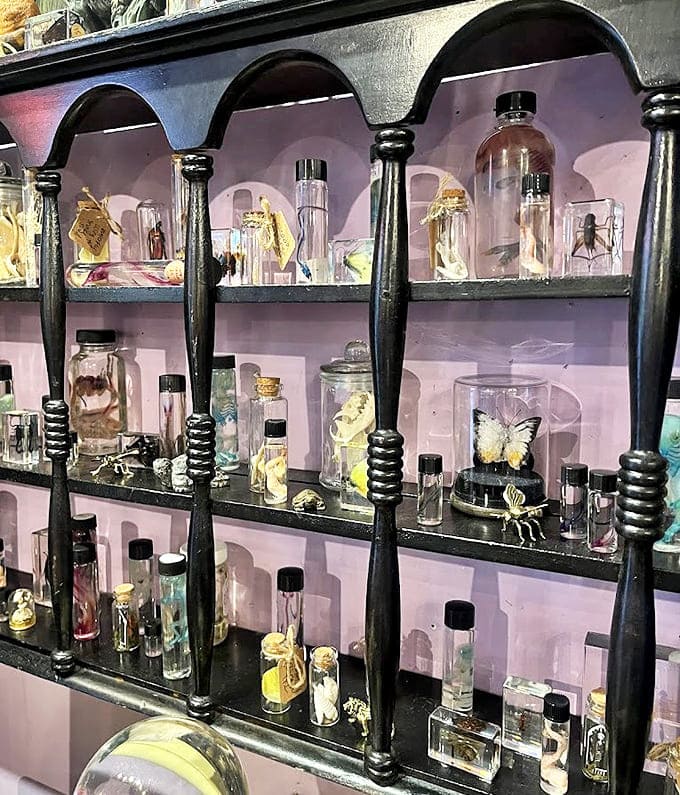 Victorian-inspired specimen shelves house nature's treasures in glass vials – butterflies, beetles, and botanical curiosities preserved for perpetual admiration.