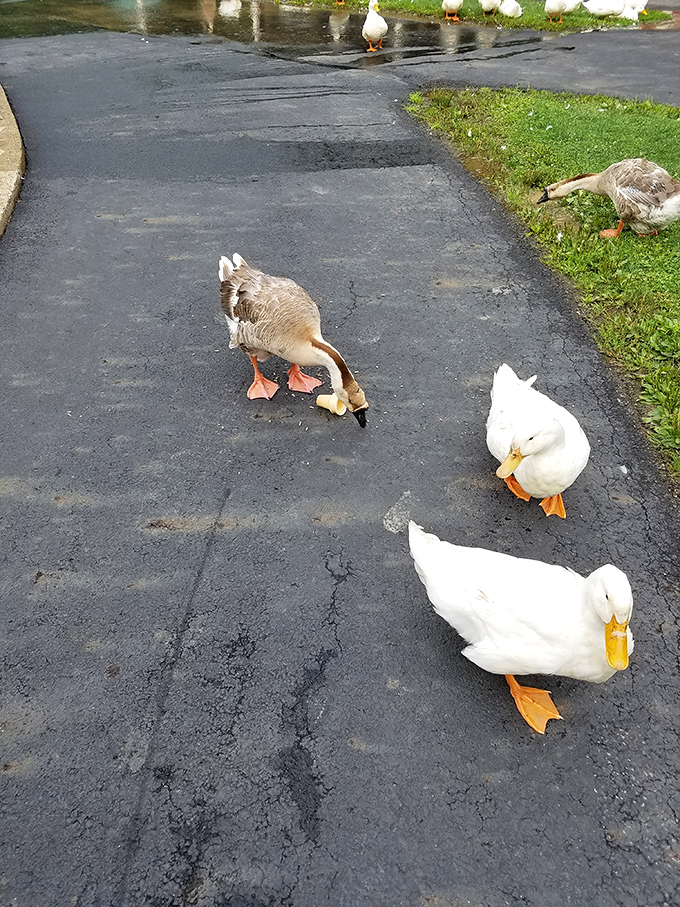 The farm's waterfowl committee holds an impromptu meeting on the pathway, clearly discussing very important duck business.