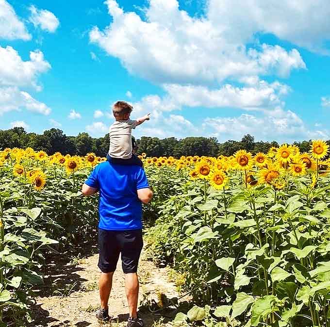 Shoulders of giants &ndash; this little explorer gets the best view in the house while dad navigates the sunny labyrinth below.