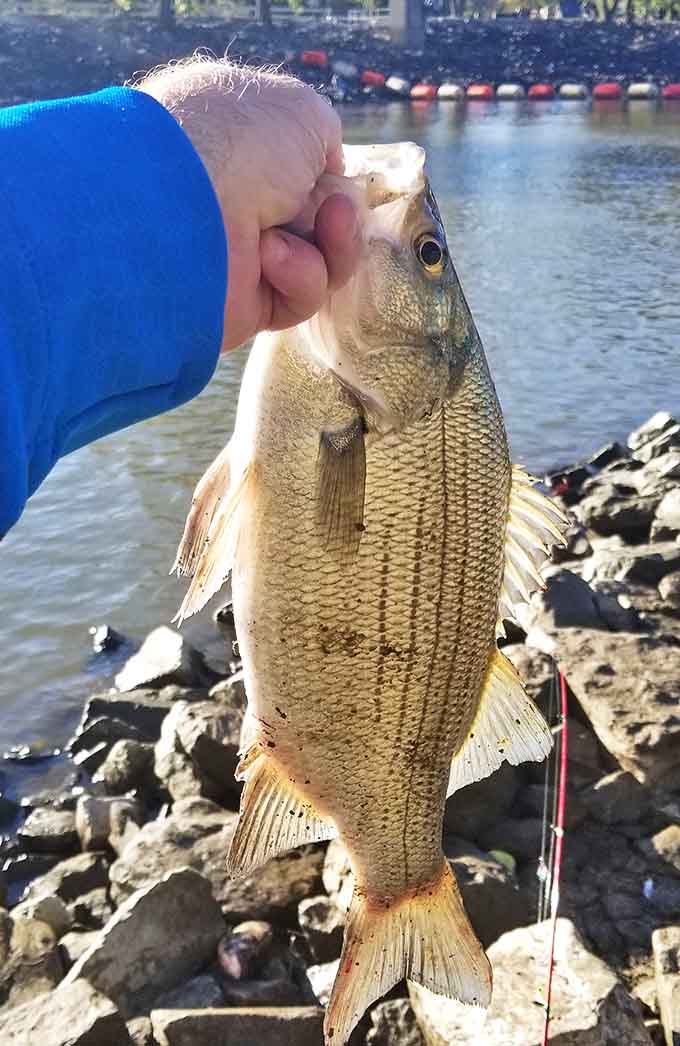 A proud angler displays the day's catch – proof that patience at Carlyle Lake is often rewarded with dinner.