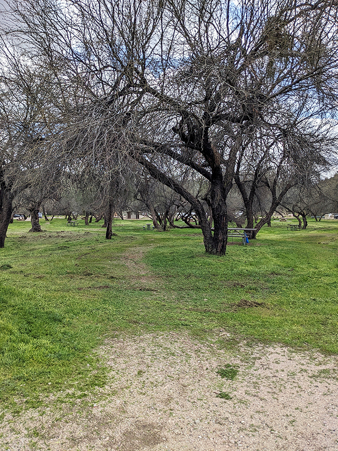 This shaded grove offers respite from the Arizona sun, where picnickers can refuel while contemplating the miracle of trees in the desert.