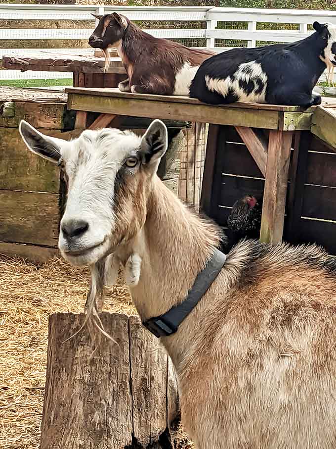 This goat's expression suggests it's judging your purchasing decisions, but in a supportive way that only goats can manage.
