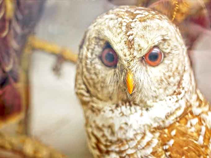 This owl specimen isn't just decorative &ndash; it represents the wildlife pioneers encountered in Michigan's forests, sometimes as predator, sometimes as prey.