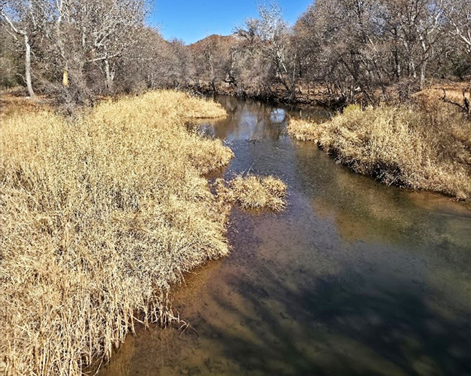 Oak Creek creates a ribbon of life through the desert landscape, supporting an ecosystem as diverse as it is beautiful.