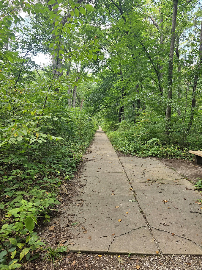 Sunlight plays hide-and-seek along this tranquil pathway, creating patterns that change by the minute as clouds drift overhead.