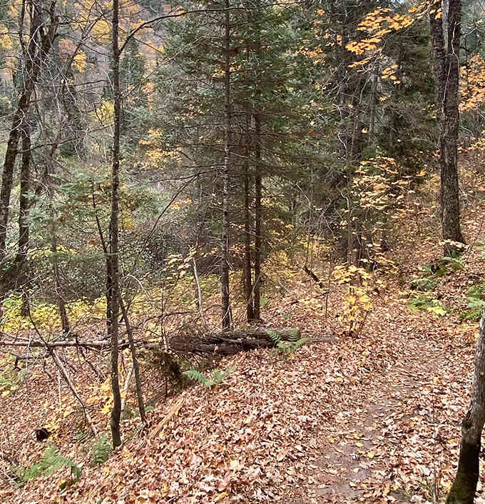 Fallen leaves carpet the trail in autumn, creating a crunchy, colorful pathway that leads adventurers deeper into nature's embrace.