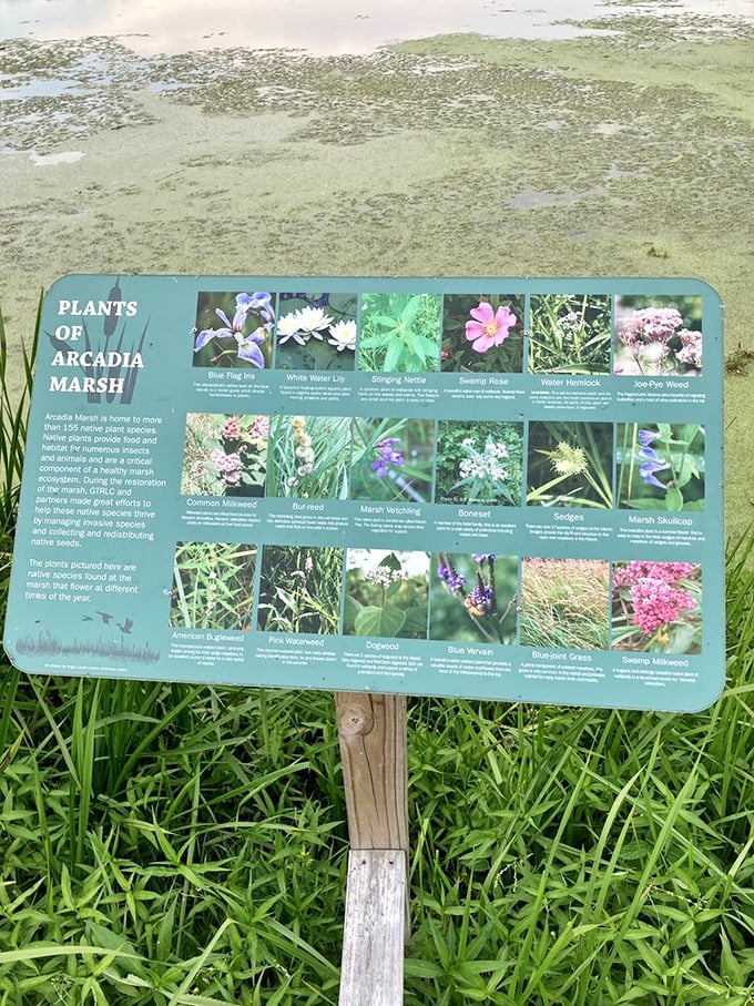 The "Plants of Arcadia Marsh" guide &ndash; a botanical who's who of the green celebrities growing throughout the wetland.