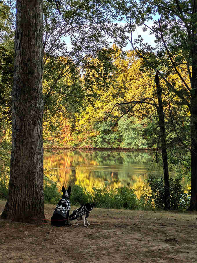 Spotted companions enjoying nature's watercolor show – proof that dogs appreciate a good sunset as much as their humans.