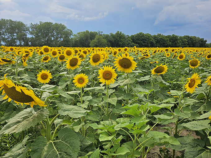 Thousands of solar-powered sentinels stand at attention, their golden faces tracking the sun across Illinois' surprisingly dramatic landscape.