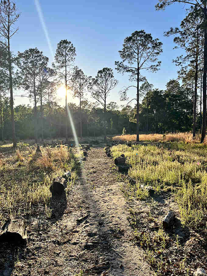 Golden hour transforms this pine-lined path into a corridor of light, nature's version of rolling out the red carpet.