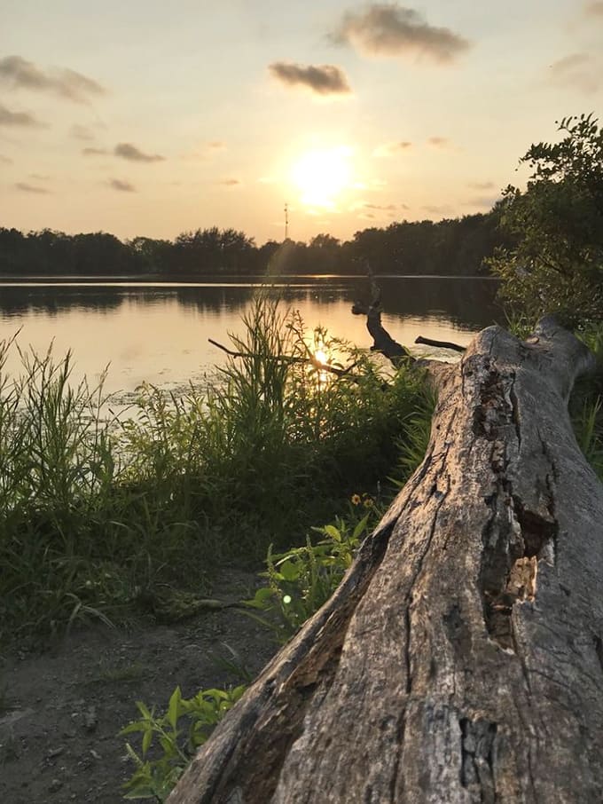 Sunset view: Day's final performance paints the water gold, while a weathered log applauds from the shoreline after decades of perfect attendance.