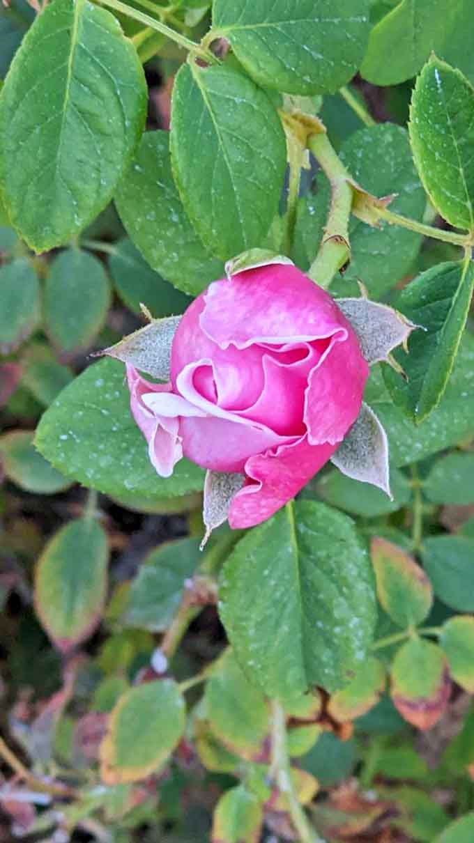 This pink rose catches morning dew like nature's jewelry, each droplet reflecting light and adding sparkle to already stunning petals.