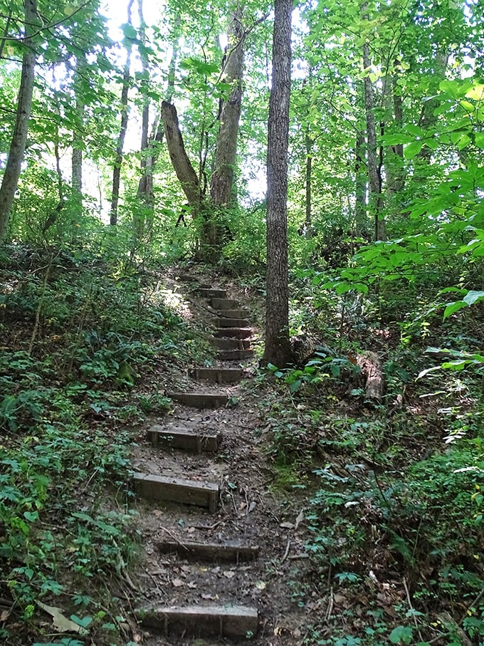 These rustic steps lead hikers through a woodland cathedral where conversations deepen with each ascending step.
