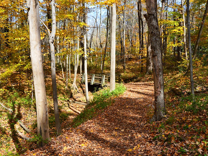 Autumn's paintbrush has transformed this woodland bridge crossing into a scene worthy of a Monet masterpiece.