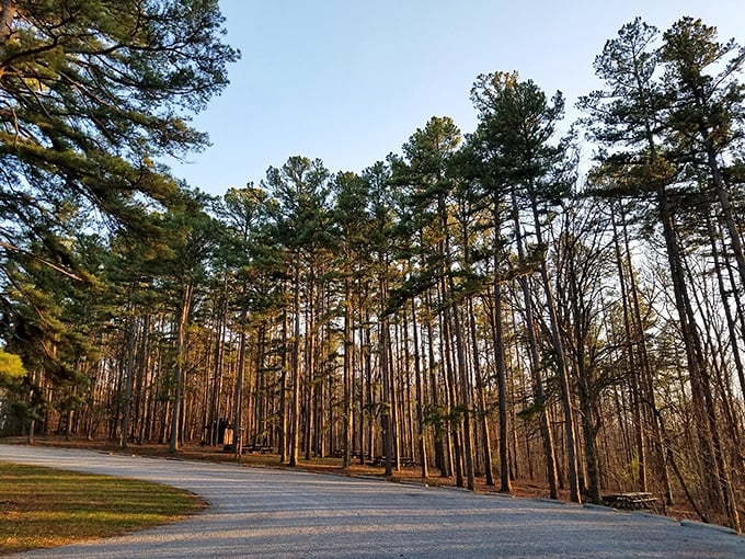The golden hour transforms ordinary pines into extraordinary sentinels, their trunks glowing like amber columns in the late afternoon light.