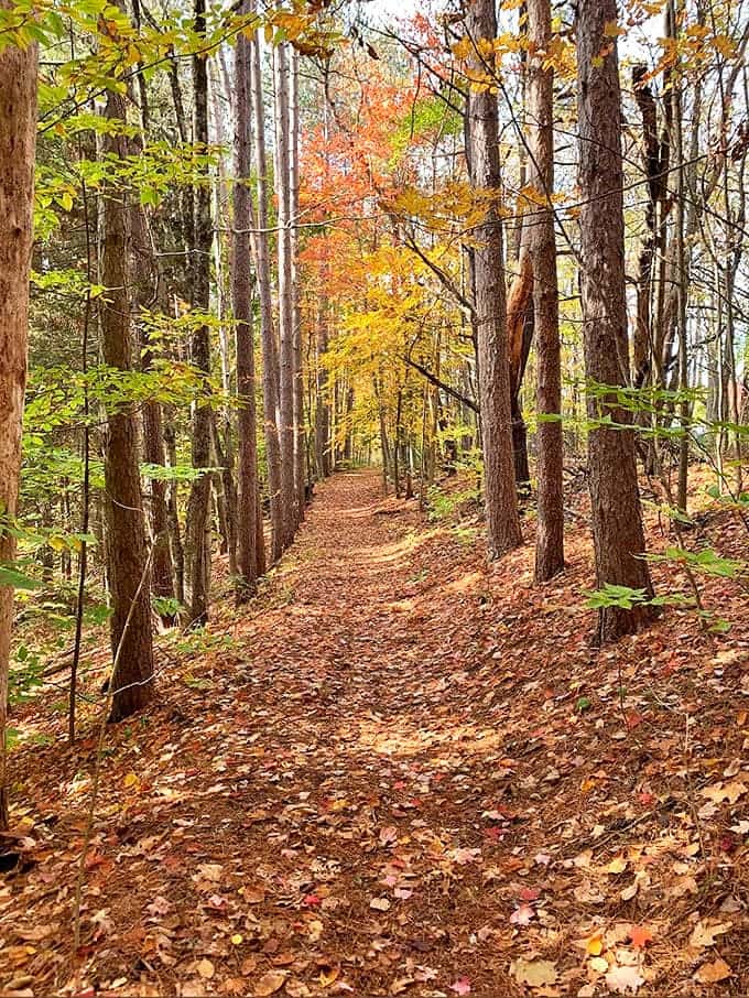 Autumn's golden hour on the trail creates the kind of lighting photographers chase and Instagram filters desperately try to imitate.