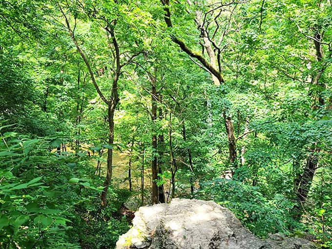 Sunlight filters through the canopy like nature's own stained glass, creating a cathedral where worship requires no words.