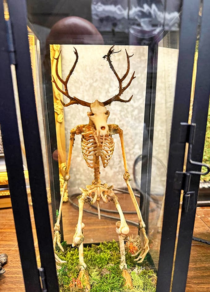 Wendigo Skeleton: Part natural history exhibit, part cryptid mythology&mdash;this delicate specimen blends scientific presentation with folklore in a display worthy of any cabinet of curiosities.