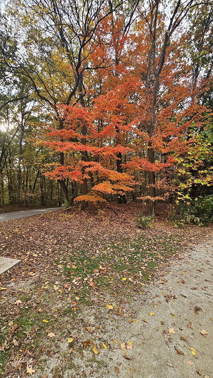Autumn foliage creates a fiery spectacle that makes you wonder if the trees are competing for who can wear the most outrageous outfit.