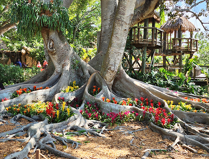 Colors of Nature: Massive tree roots cradle vibrant bromeliads in a natural display that puts even the fanciest floral arrangements to shame.