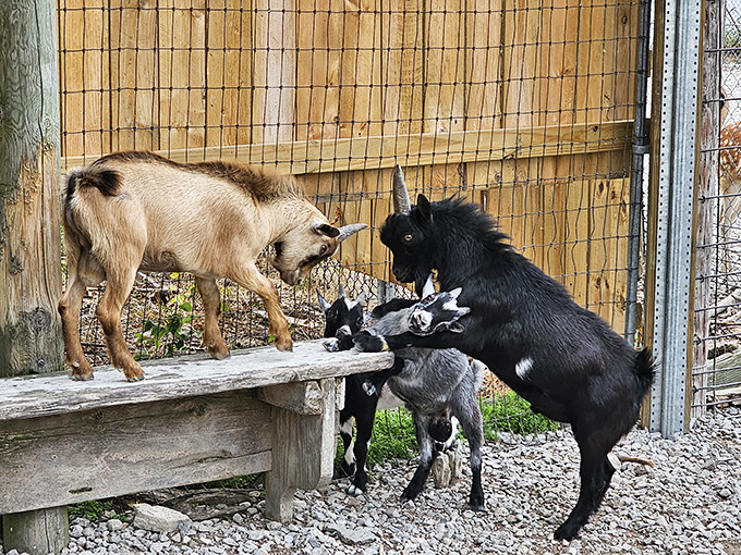 A family gathering of goats shows off their climbing skills and social dynamics, from tiny kids to watchful adults.