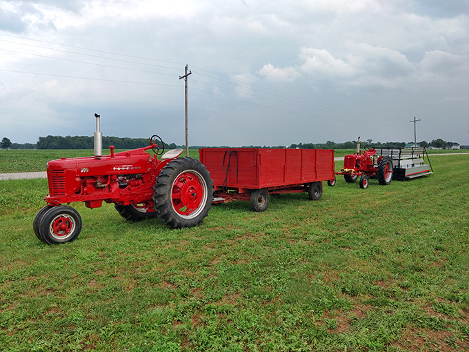 This vintage red Farmall tractor stands ready for duty, a mechanical workhorse that's earned its place in the sunflower spotlight.