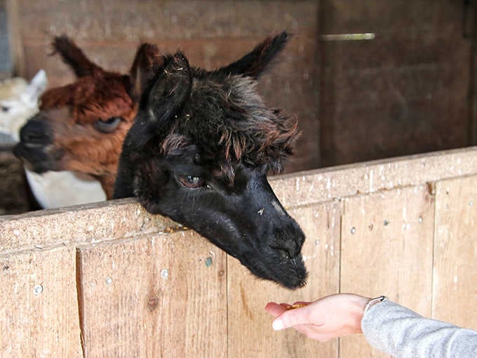 Feeding time brings out the bold personalities, as alpacas eagerly accept treats while maintaining their characteristic grace and politeness.