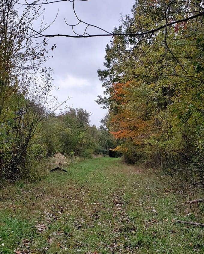 The park's forgotten pathways now lead visitors through a strange hybrid landscape where manufactured fun meets wild regrowth.
