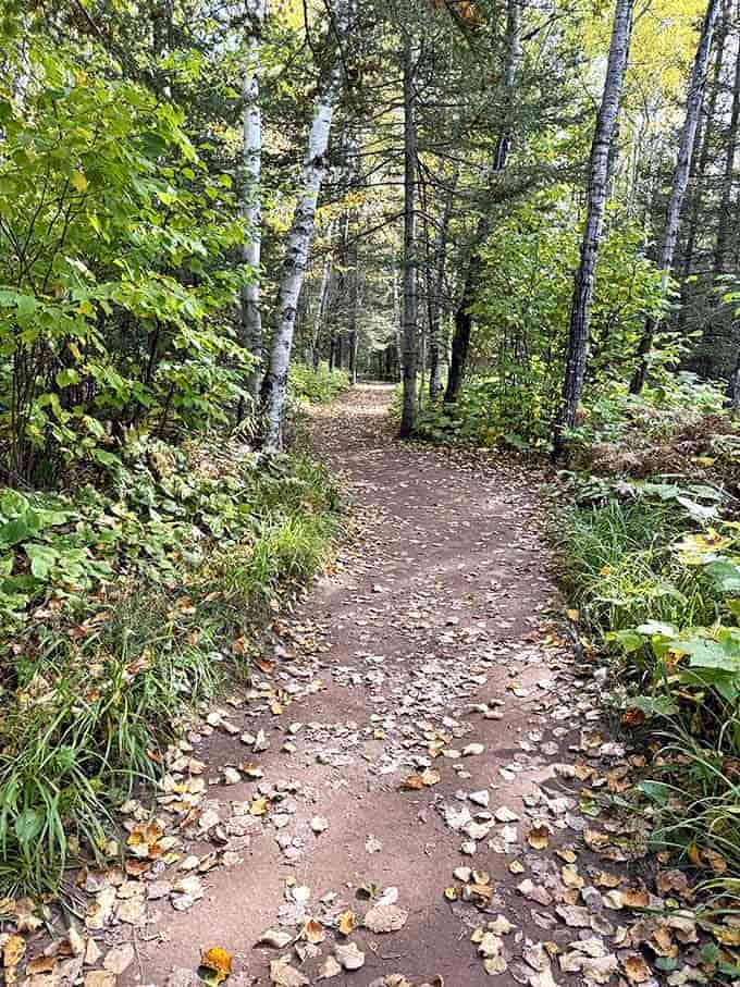 Autumn transforms the hiking trail into a golden pathway, where fallen leaves create nature's most beautiful welcome mat.
