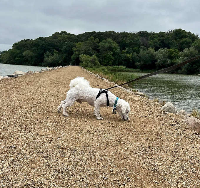 Even four-legged explorers find joy on the causeway trail, where every sniff tells a different wilderness story.