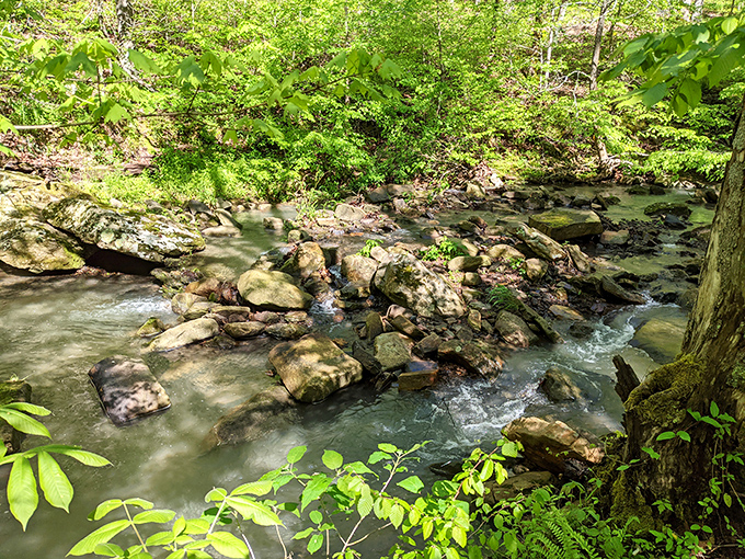 Rocky Stream: Sunlight dances on this cheerful, rocky stream as it winds through the lush, bright green heart of the southern Illinois woods.