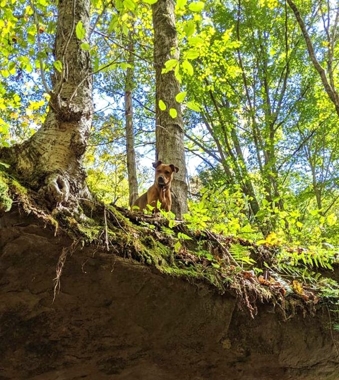 This pup has found the best lookout spot in the park &ndash; proving that sometimes the best views require a little extra climbing.