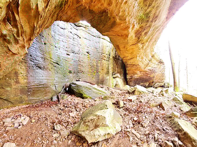 Autumn's golden touch transforms the forest into a painter's palette of warm hues and dappled light.