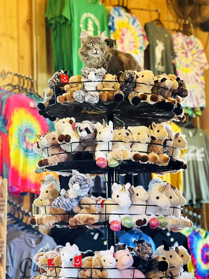 The shop cat has clearly appointed itself quality control manager of the stuffed animal display, ensuring only the best make the cut.