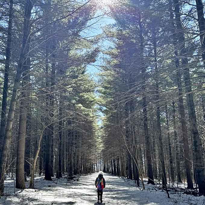 Winter's hush blankets the forest in pristine white, transforming familiar paths into mysterious wonderlands waiting to be explored.