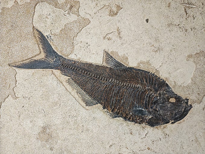 A fossilized Diplomystus dentatus preserves every detail of this ancient fish, swimming through stone instead of water for millions of years.