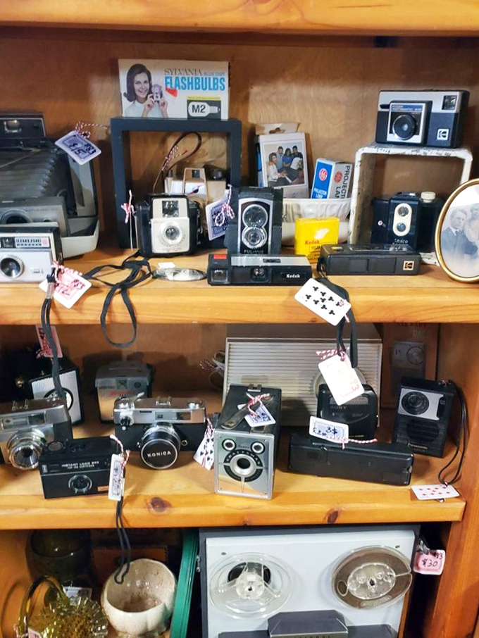 A photographer's dream – shelves of vintage cameras spanning decades of technological evolution, from boxy Brownies to sophisticated 35mm models.