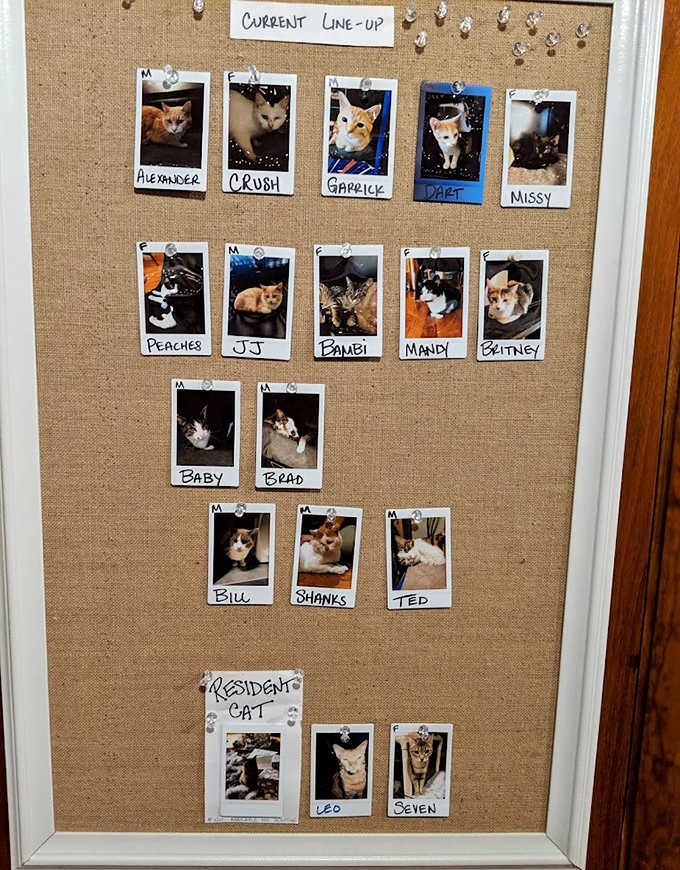 Meet the current lineup! This adoption board showcases available cats with Polaroid-style photos and names, helping visitors connect with potential forever friends.