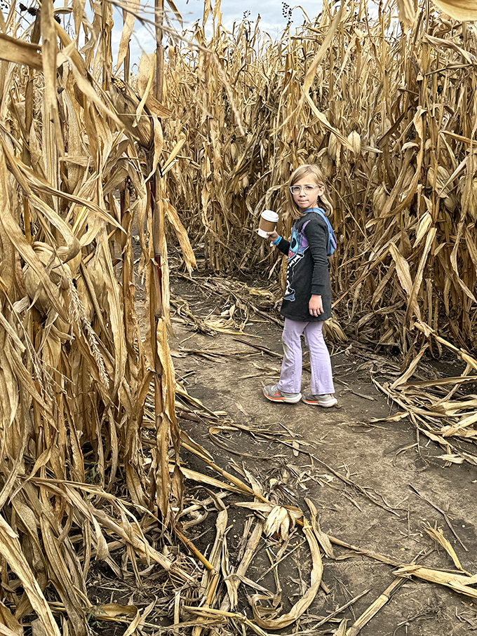 The corn maze creates a golden labyrinth where getting lost feels like part of the fun, not a plot from a horror movie.