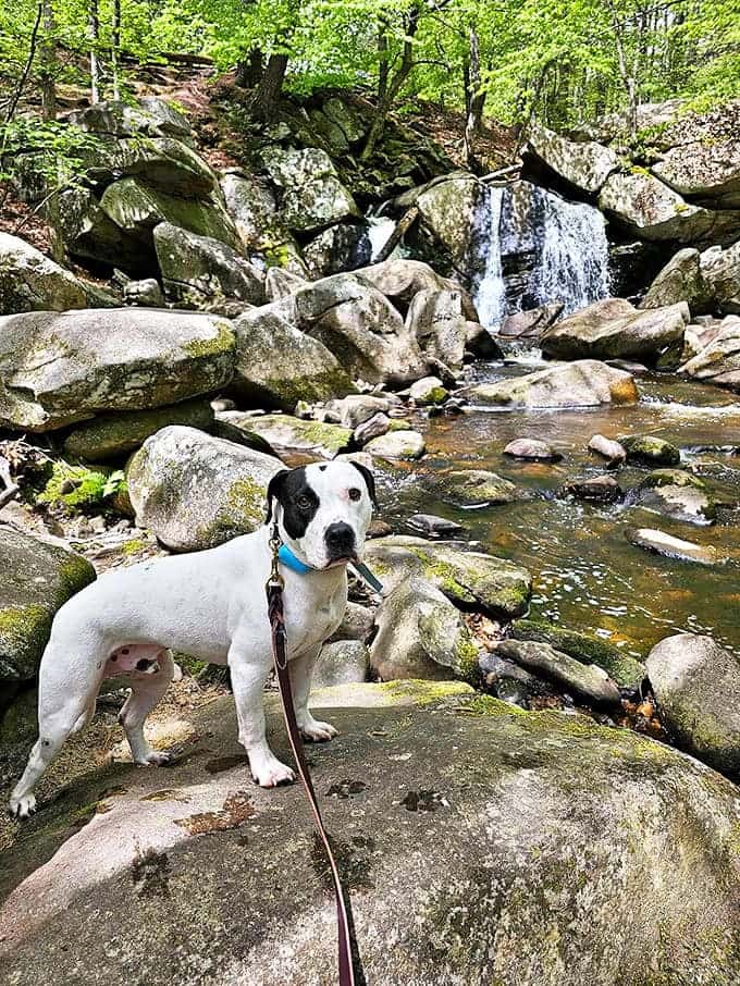 Even dogs understand the magic of Trap Falls &ndash; this pup isn't just posing, he's contemplating the philosophical implications of squirrel chasing.