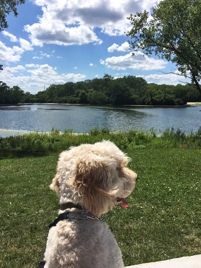 Dog by the lake: This furry philosopher contemplates the big questions: "Is that my reflection, and more importantly, can I catch it?"