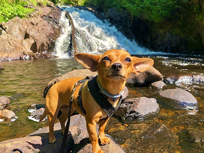 Four-legged explorers find as much joy in discovering Pinnacle Falls as their human companions &ndash; nature's wonders transcend species.