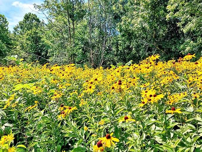 Black-eyed Susans create a sea of golden blooms, attracting butterflies and bees in a vibrant display of prairie restoration success.