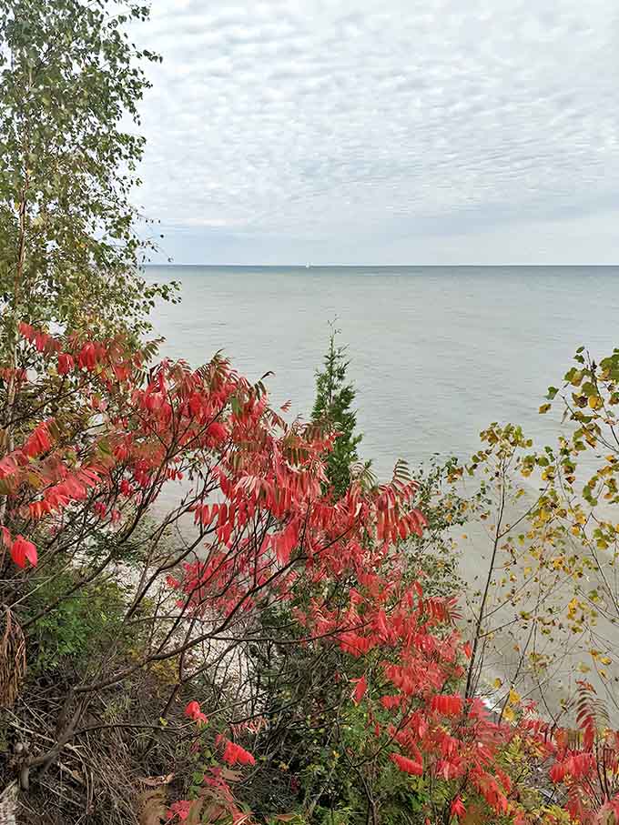 Sumac blazes crimson against Lake Huron's blue canvas, nature's perfect color combination that no designer could improve upon.