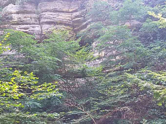 The forest meets the rock wall in a dramatic collision of ecosystems, each bringing its own personality to the party.