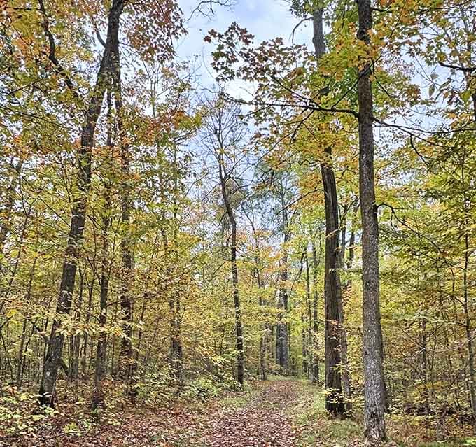 Fall's golden cathedral invites contemplative walks, where rustling leaves create nature's perfect soundtrack for deep thoughts.