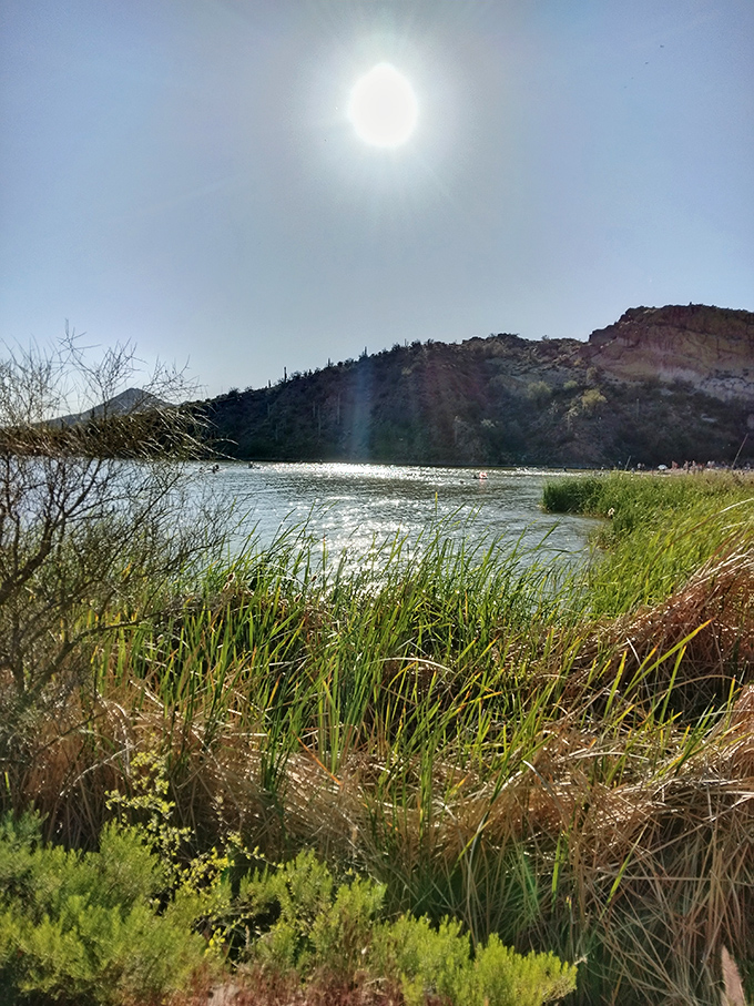 Reeds and rushes frame the lake view, nature's version of a fancy hotel window treatment but with better air circulation.