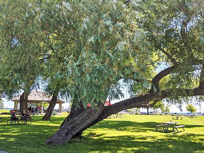 Marina Park's leaning trees seem to bow in appreciation of the view, creating natural frames for perfect Michigan moments.
