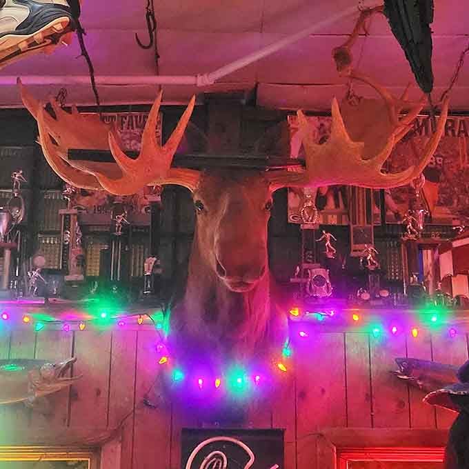 This moose mount commands respect with antlers spanning enough space to make you grateful you're not trying to dust this place.