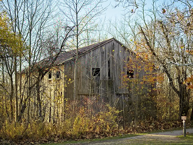Weathered wisdom stands sentinel at the forest's edge, this rustic barn a reminder of the area's agricultural heritage.
